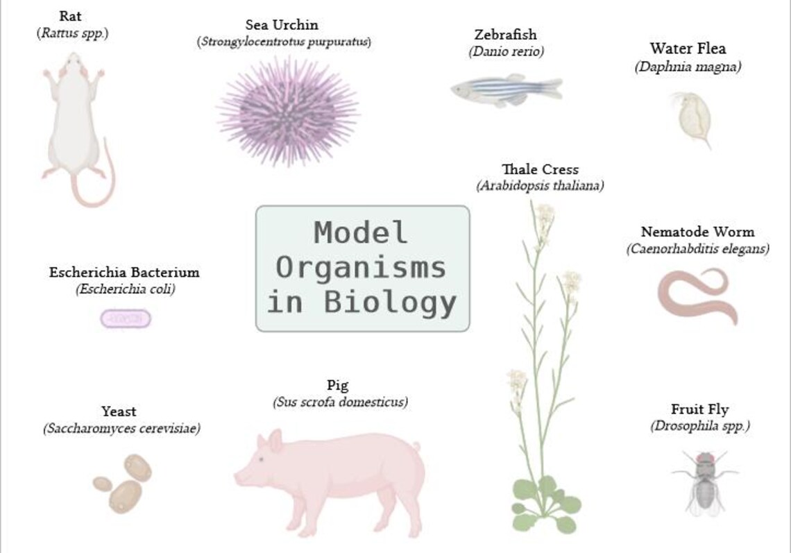 Model Organisms Poster AND Pyramid of Classification - Etsy