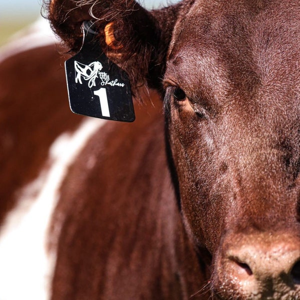 Custom Ear Tags - Etsy
