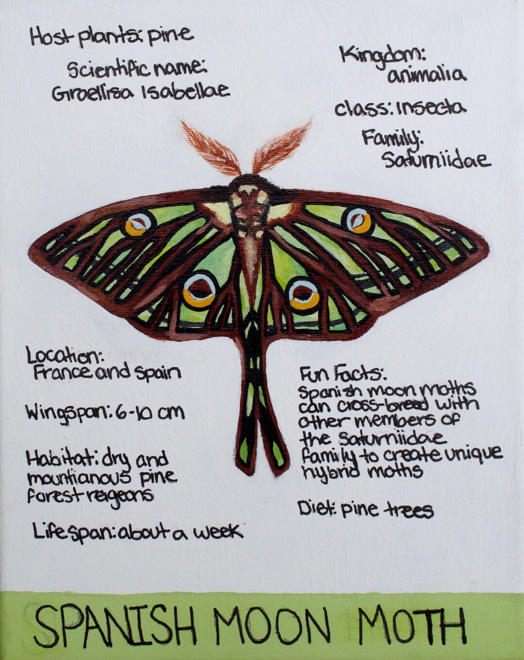 10 Choices Moth Informational Posters. 8x10 Original Canvas Paintings ...
