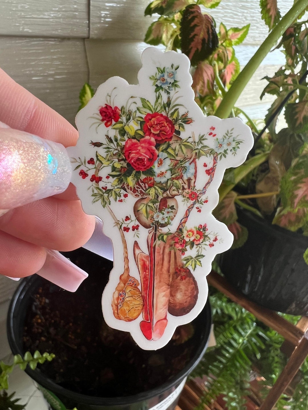 Male Reproductive System Sticker penis Organs human Body Floral Sticker ...