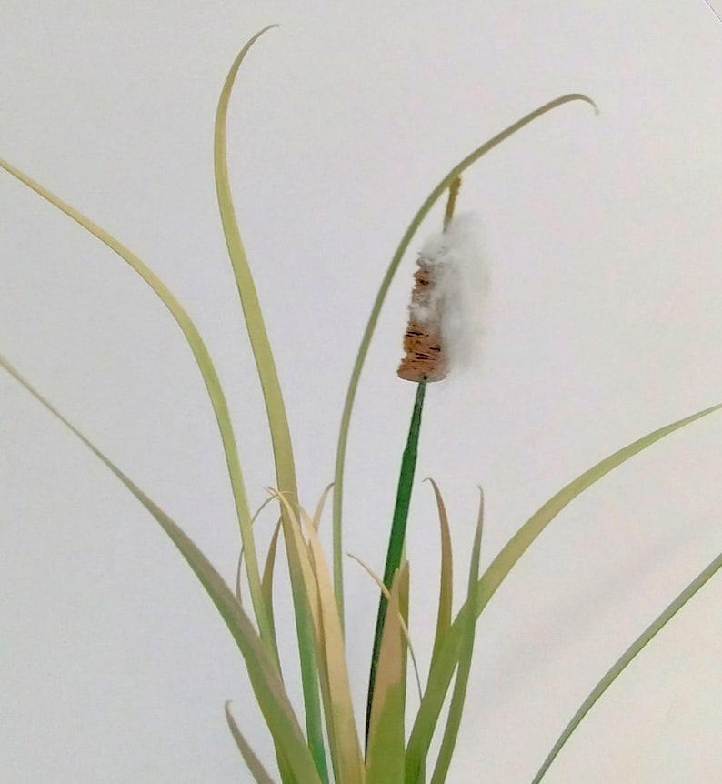 3D Paper Craft Cattail Typhaceae 1:12 Scale Cricut SVG Templates and ...