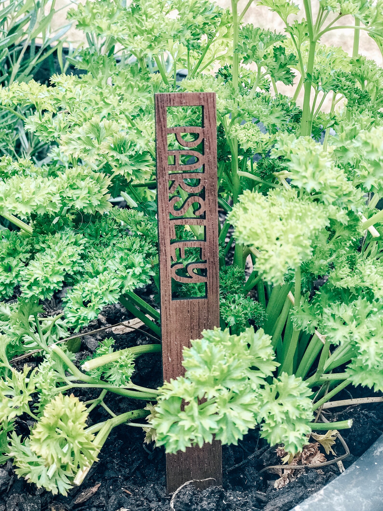 Custom Garden Stakes Vegetable and Herb Markers Garden - Etsy