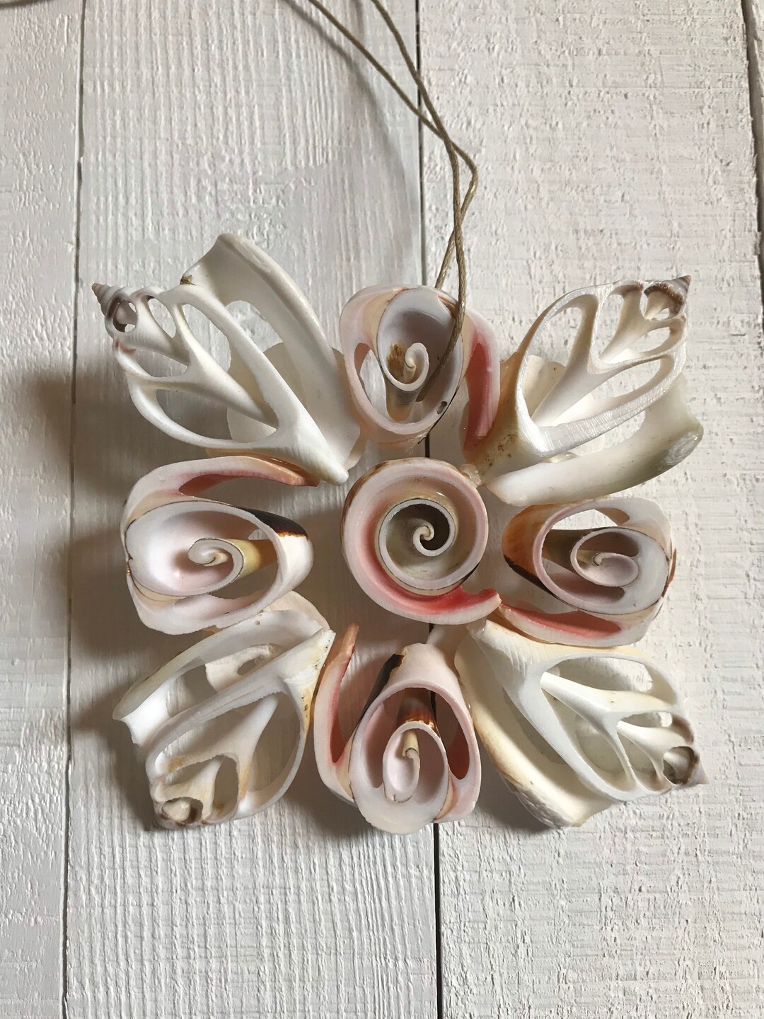 Seashell Ornament, Sliced Shell Ornament - Etsy