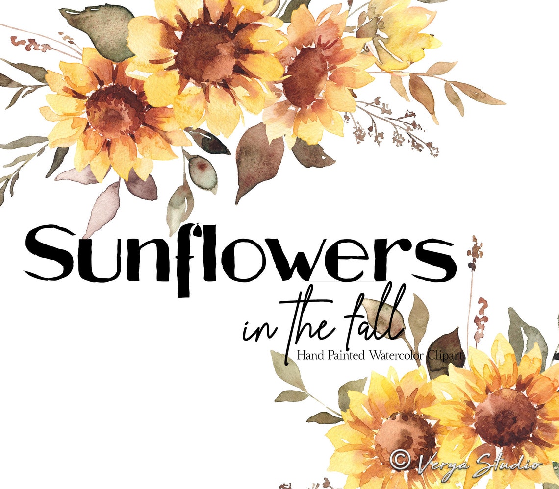 Watercolor Sunflowers Clipart Sunflower Clip Art Fall Clipart - Etsy