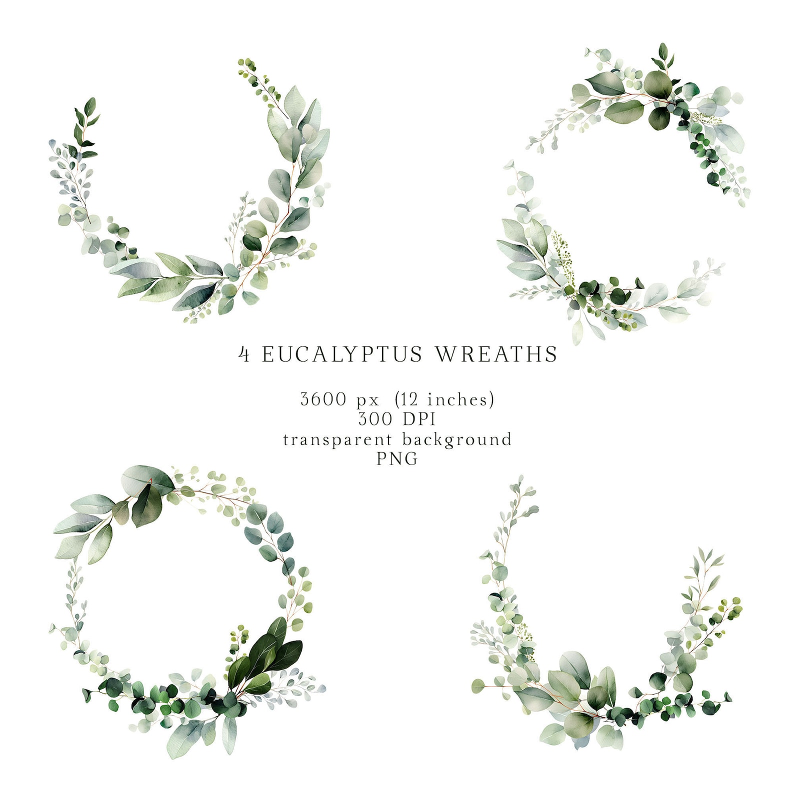 Eucalyptus Clipart Watercolor Leaves, Eucalyptus Borders PNG, Green ...