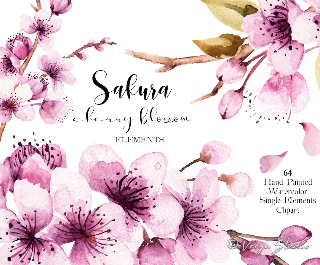 Sakura Cherry Blossoms Watercolor Floral Clipart. Watercolor Flowers ...