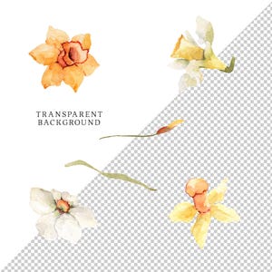 Daffodils Spring Floral Clipart, White Watercolor Flowers Clip Art ...
