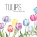 Spring Clipart Watercolor Tulips Clip Art Easter Clipart Frames Bouquet ...