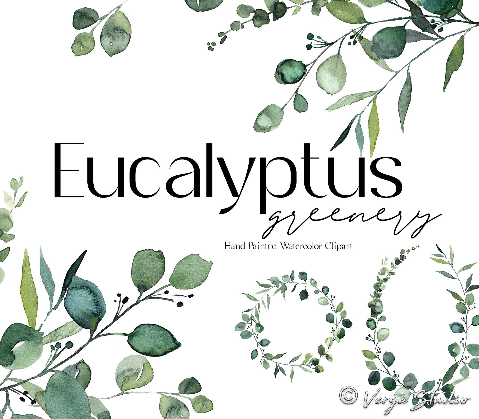 Eucalyptus Clipart Watercolor Greenery Clip Art Baby Blue Eucalyptus ...