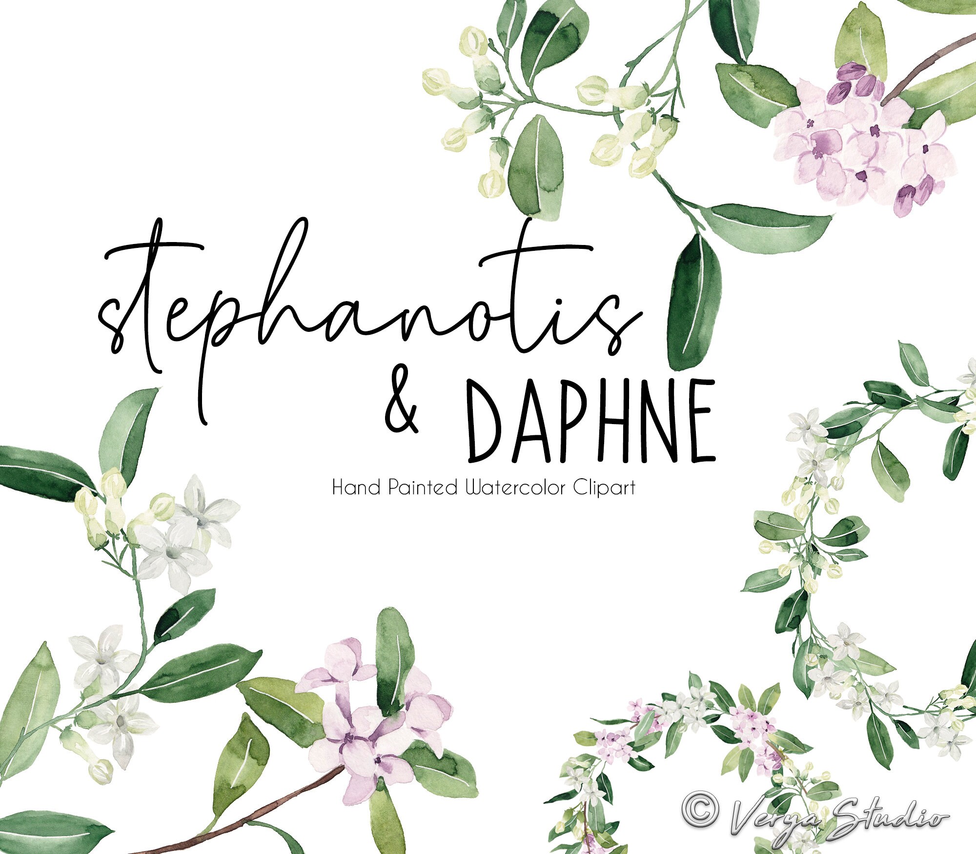 Stephanotis Flower Tattoo