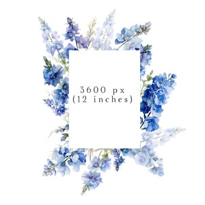 Spring Floral Clipart Larkspur Blue Delphinium Clip Art 6 Frames ...