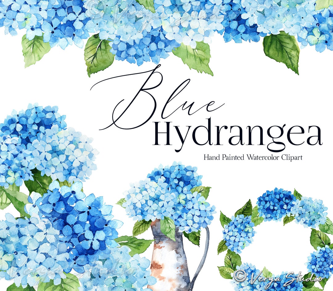 Hydrangea Clipart Borders