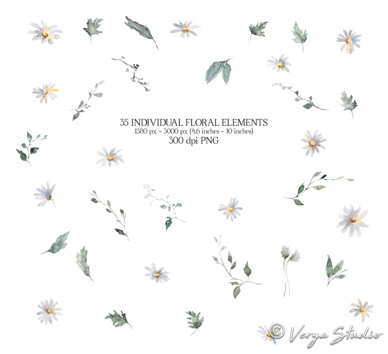 Daisies Watercolor Floral Clipart Spring Clip Art White Daisy - Etsy
