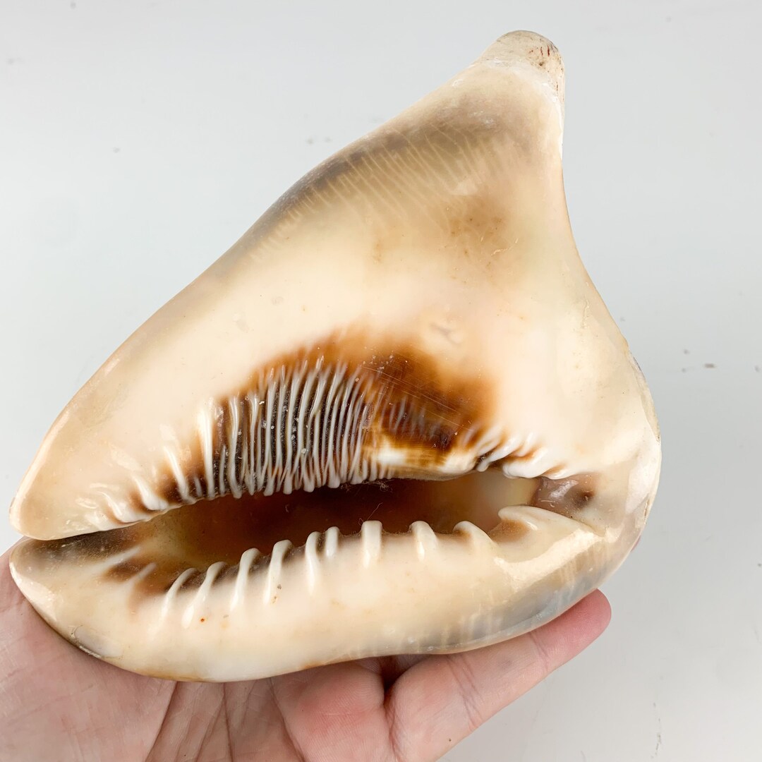 Large Natural Horned King or Queen Helmet Conch Tiger Striped Seashell ...