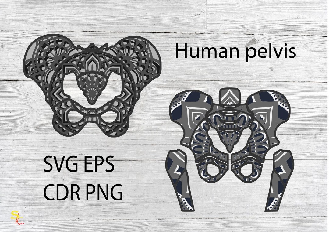 Human Pelvis , 4 Layers , Svg, Png, Eps, Cdr File , Digital Download - Etsy