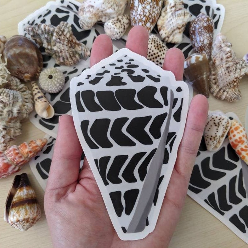 Hebrew Cone Shell - Etsy