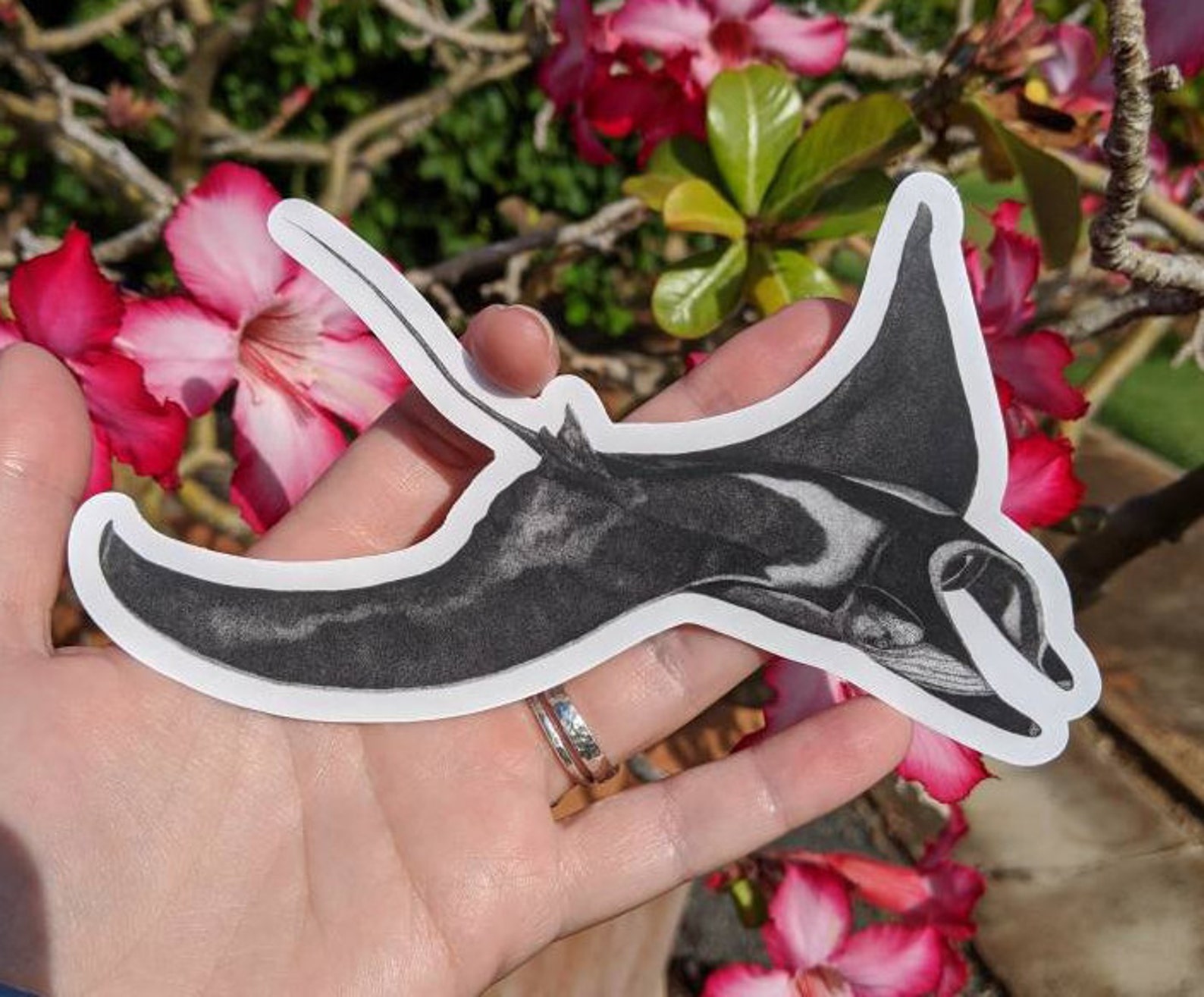 Manta Ray Sticker Manta Ray Decal Manta Laptop Sticker - Etsy