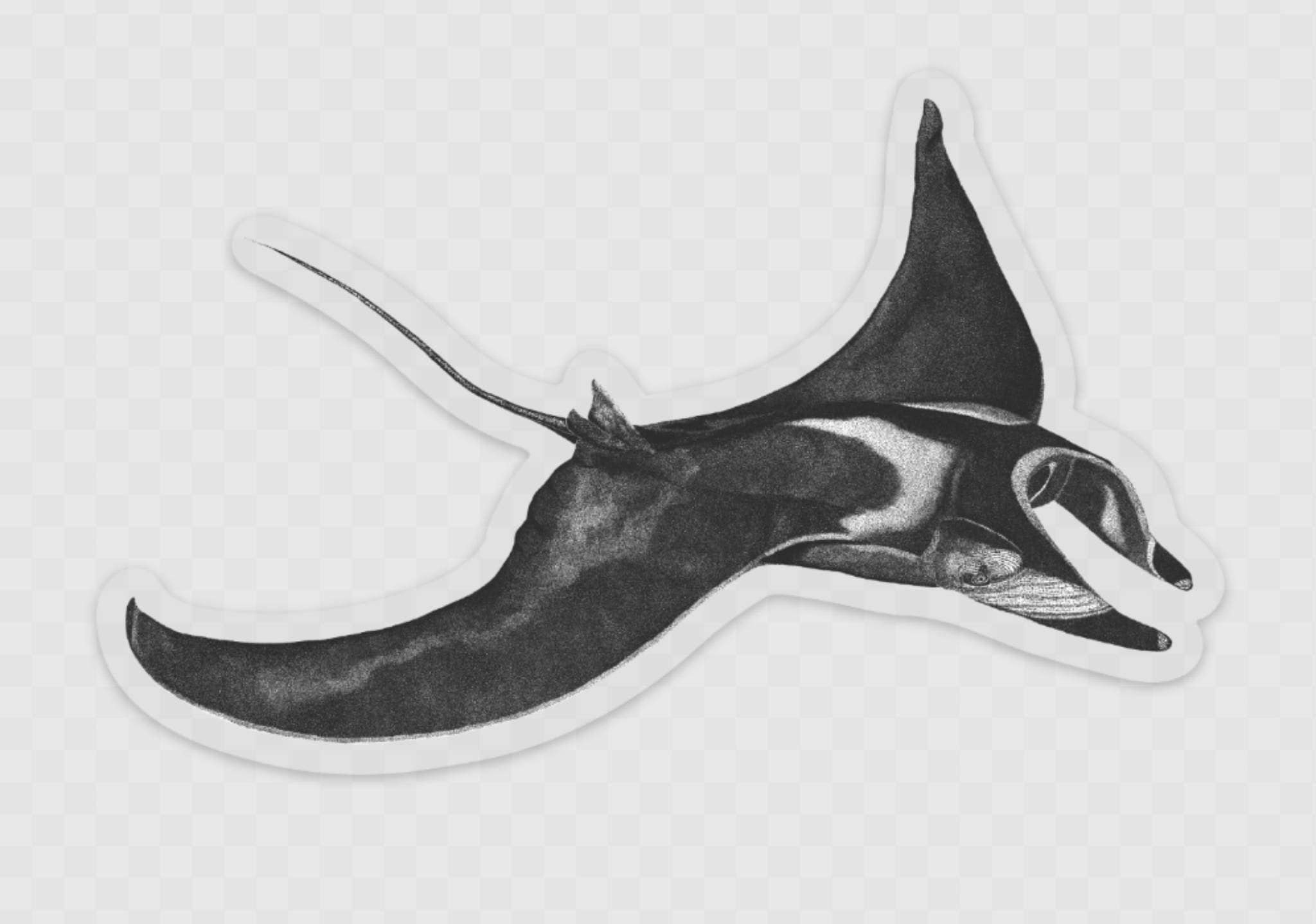 Manta Ray Sticker Manta Ray Decal Manta Laptop Sticker | Etsy