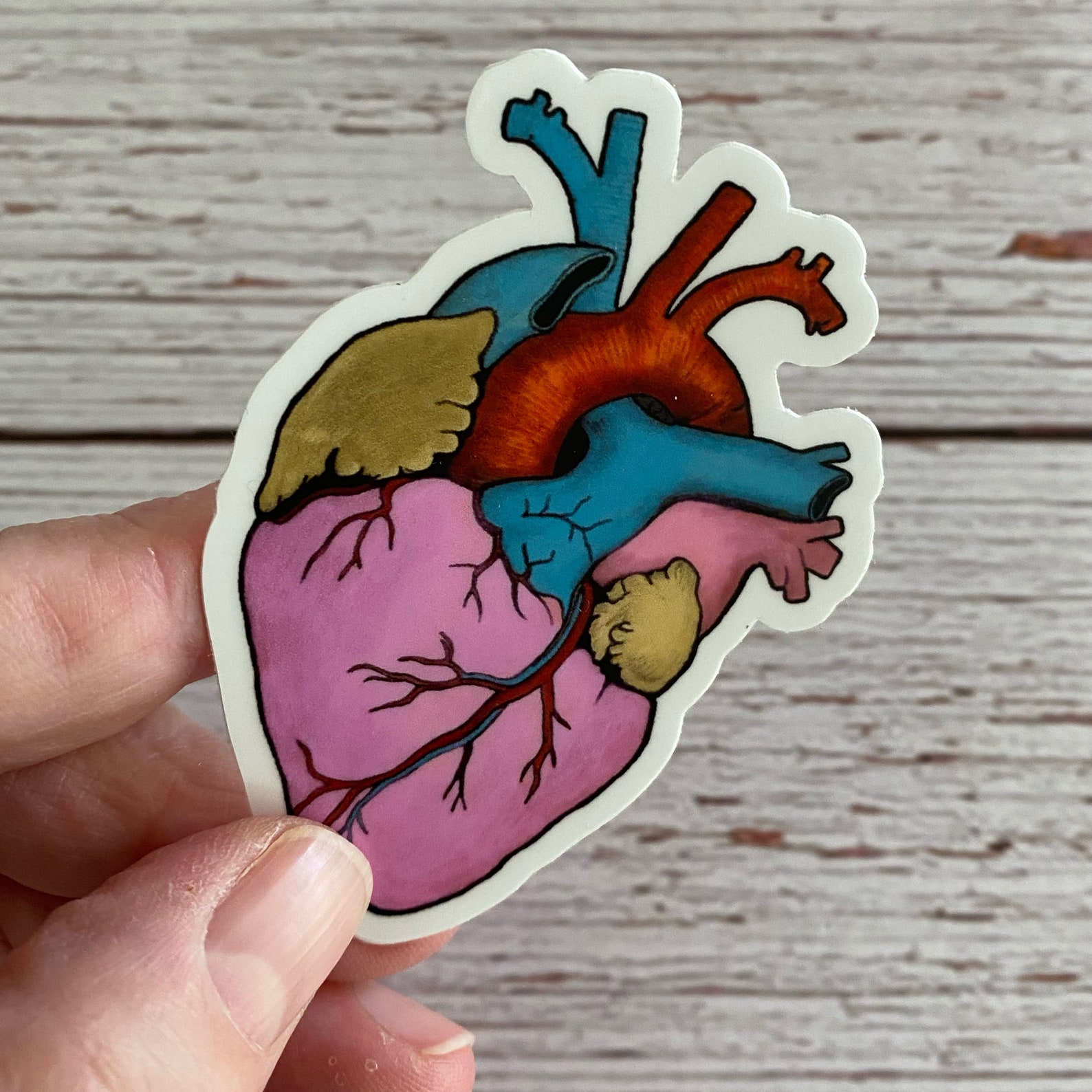 Anatomical Heart Vinyl Sticker - Etsy