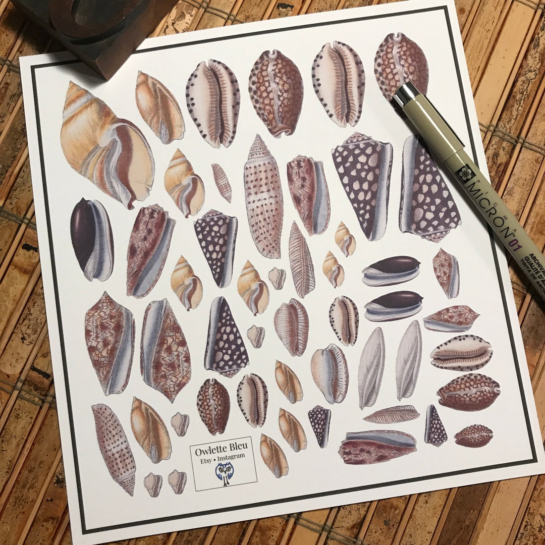 Seashell Sticker Set ( Journal / Paper / Scrapbook / Collage / Craft ...