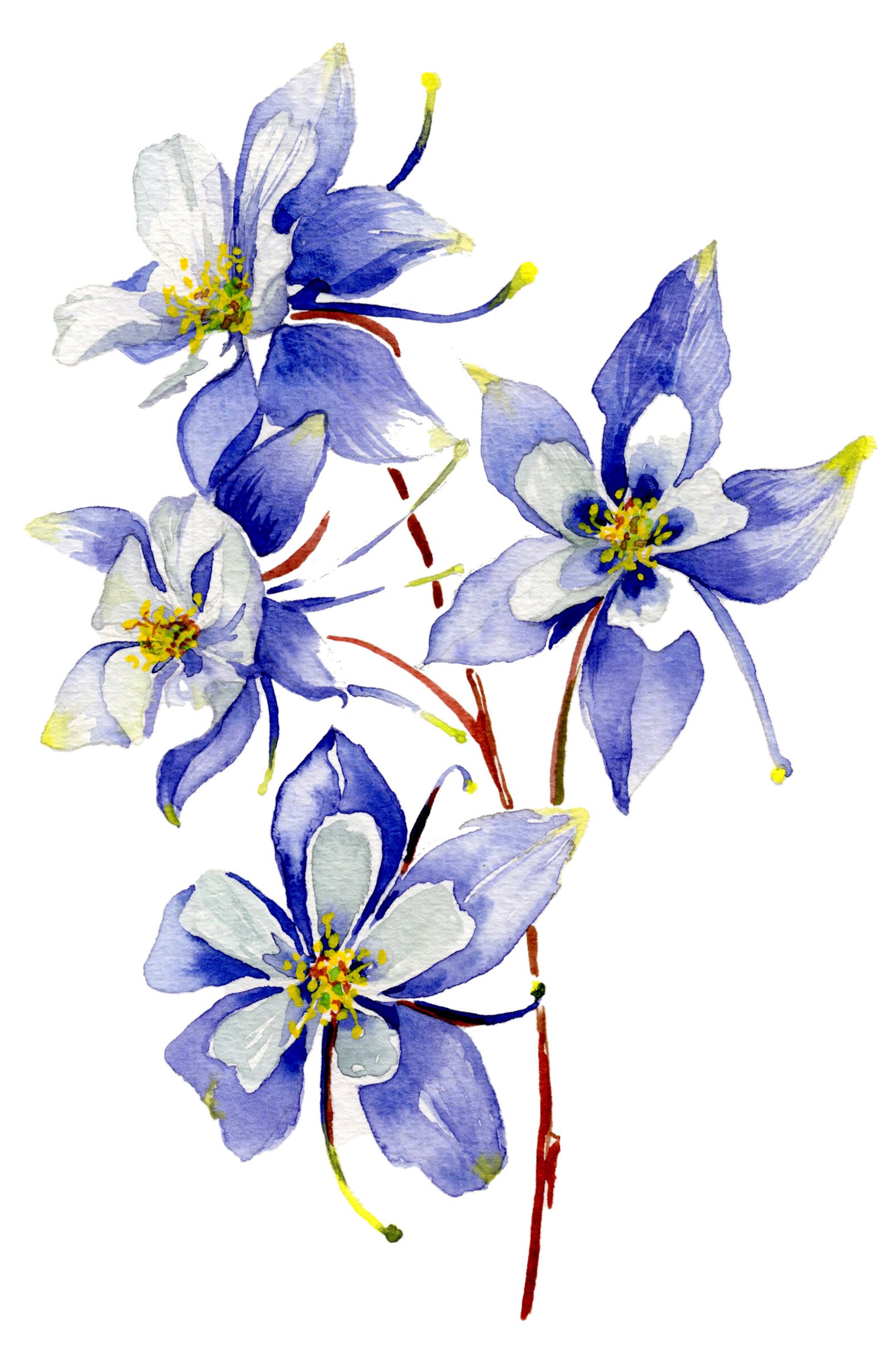 Columbine Flower Watercolor Art Print - Etsy