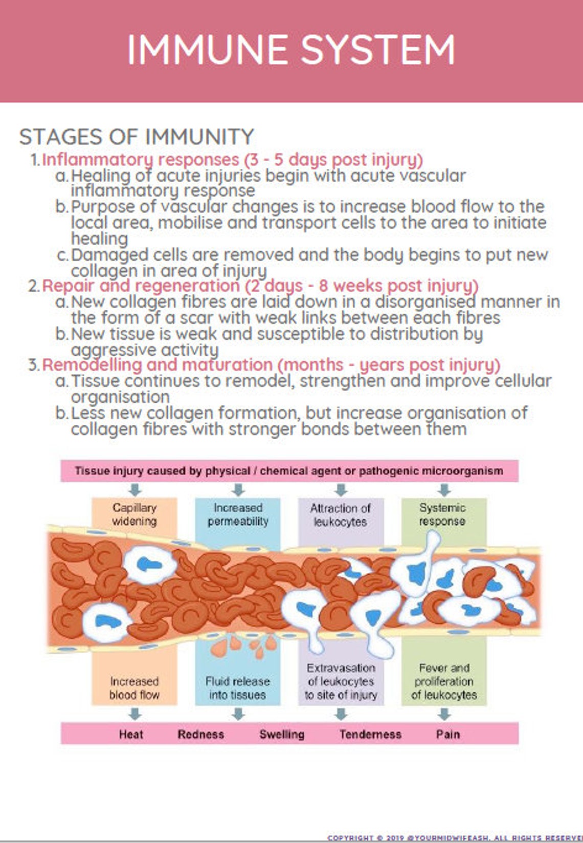 human-anatomy-and-physiology-pdf-study-guide-etsy
