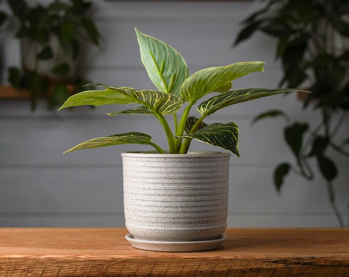White Stoneware Planter With Attached Foot - Etsy