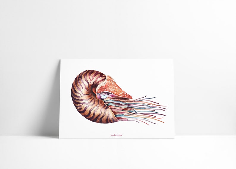Nautilus - Poster, Art Print, Home Decor, Illustration, Decoration ...