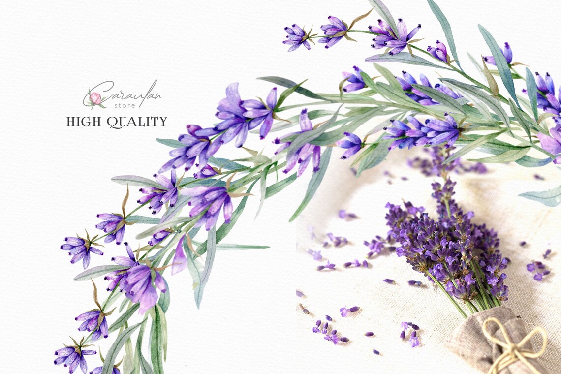 Lavender Watercolor Clipart Lavender Bouquet PNG Lavender | Etsy