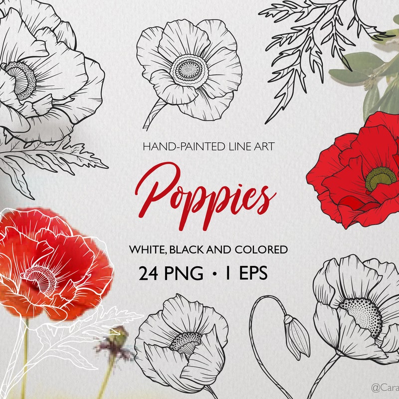 Poppy Line Art - Etsy