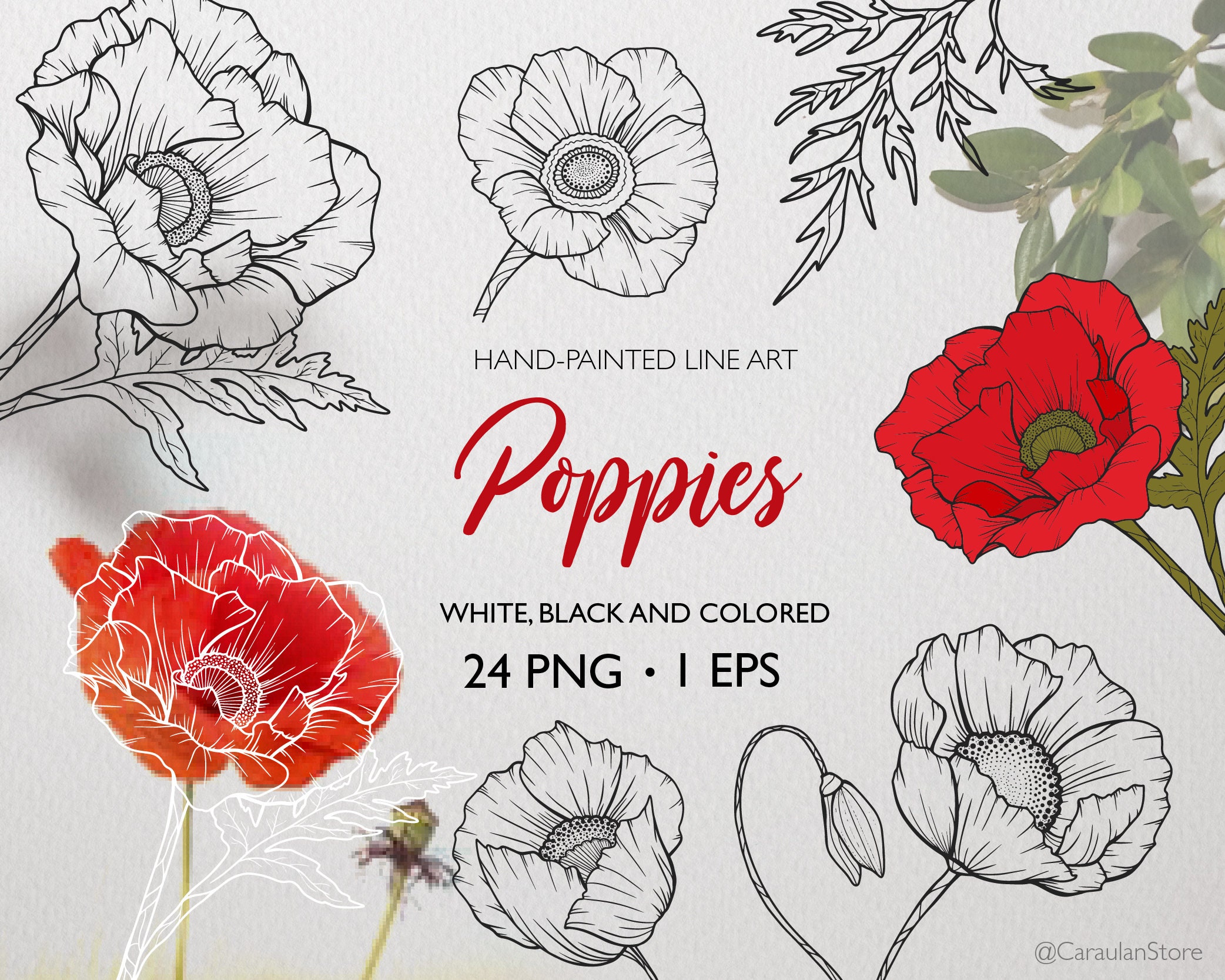 Poppy PNG, Poppy Line Art Poppy Outline, Poppy Line Art, Wedding ...