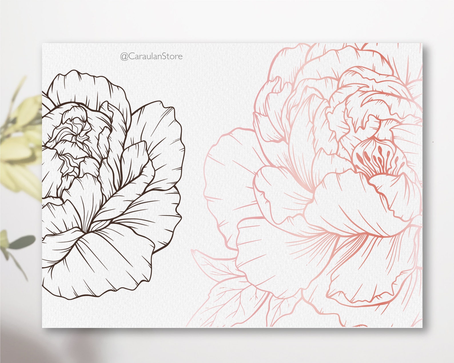 Peonies Line Art PNG Line Art Flowers Floral Bouquet - Etsy