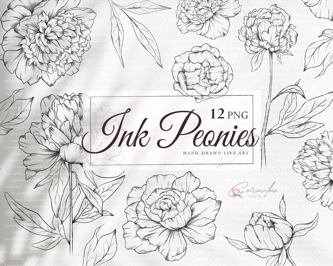 Floral Line Art PNG, Botanical Illustrations, Ink Peony Outline, Peony ...