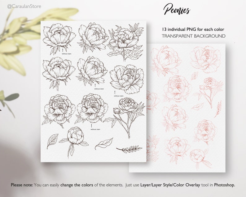 Peonies Line Art PNG Line Art Flowers Floral Bouquet - Etsy