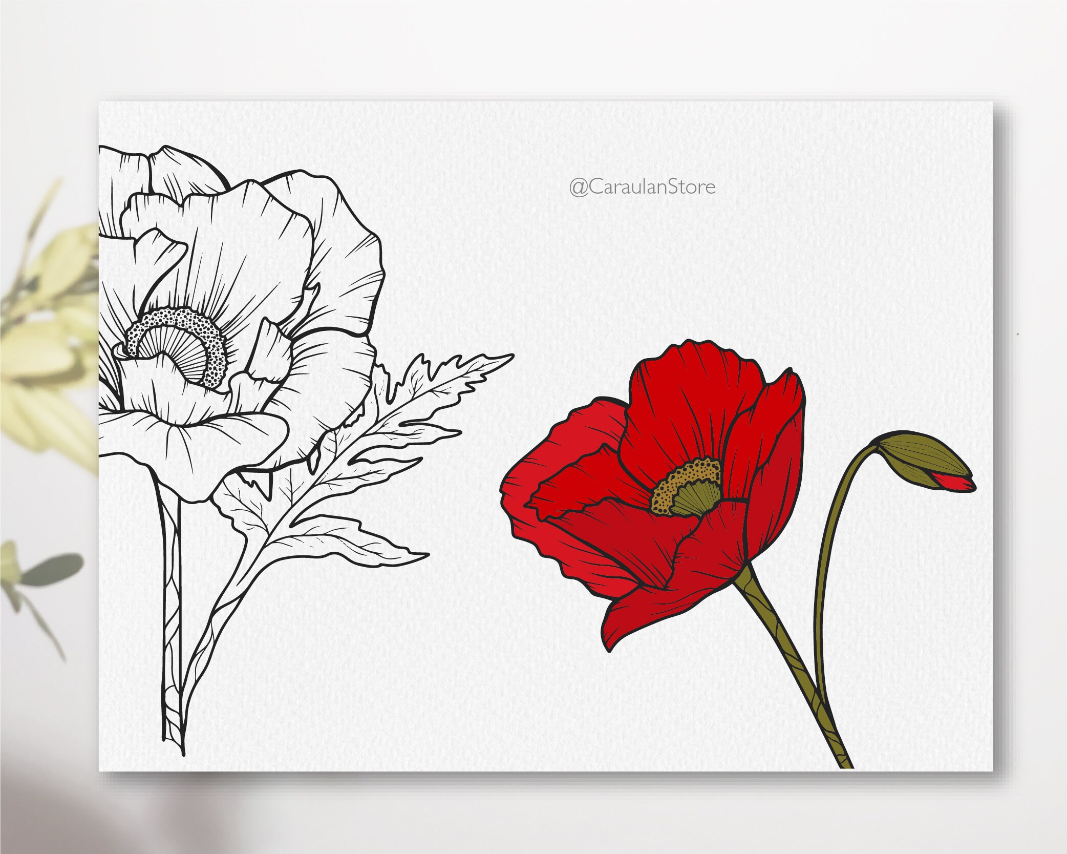 Poppy PNG, Poppy Line Art Poppy Outline, Poppy Line Art, Wedding ...