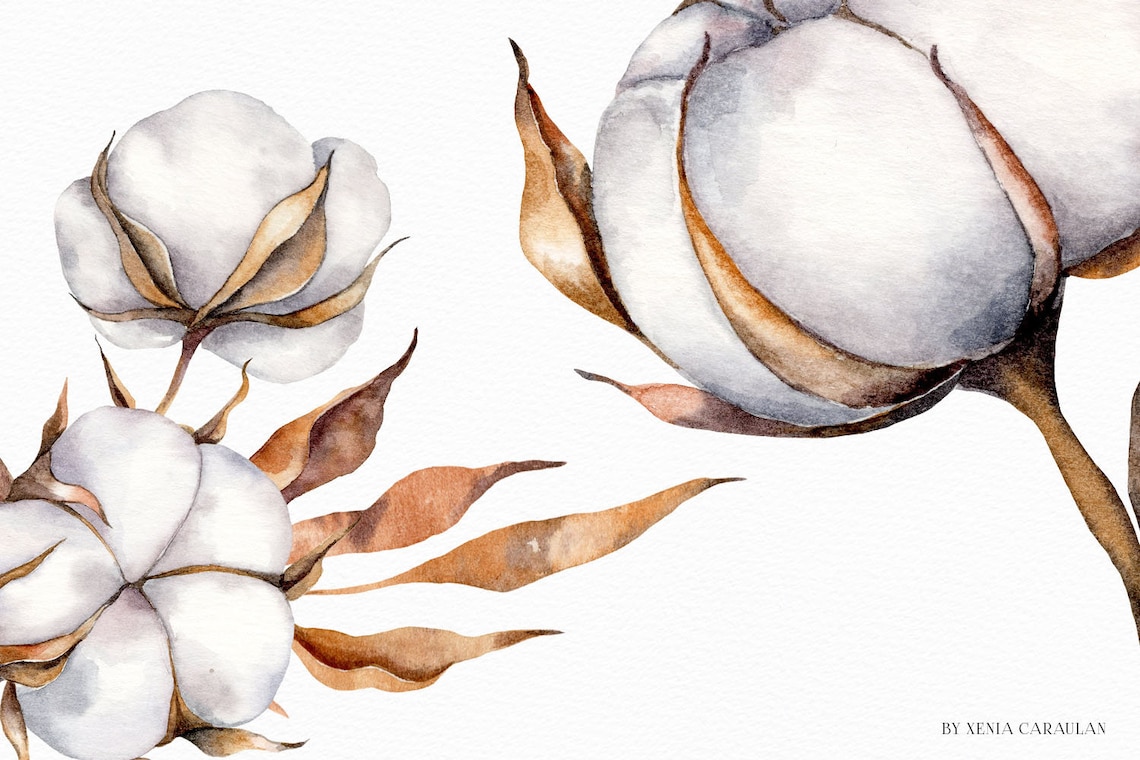 Cotton Clipart Cotton Watercolor Clipart Cotton Branches | Etsy