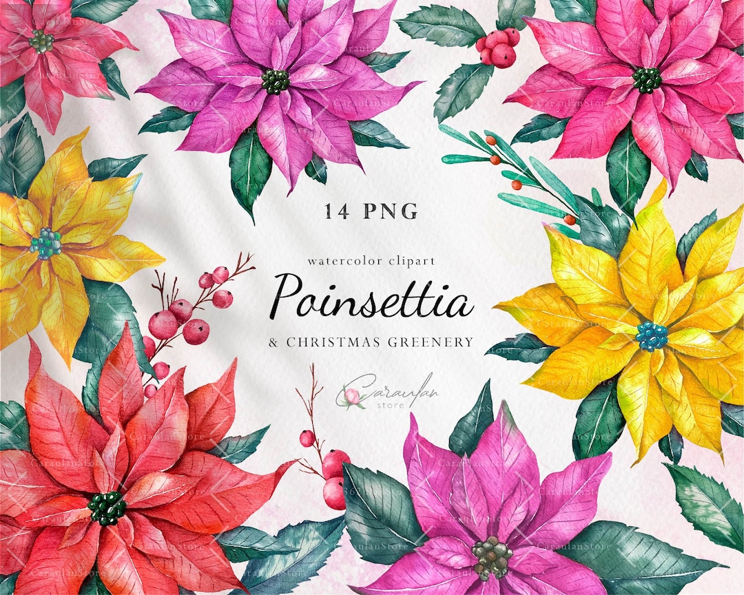 Watercolor Christmas Clipart, Poinsettia Watercolor, Christmas Floral ...