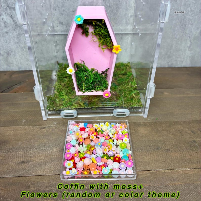 Coffin Moss Hide: Magnetic Jumping Spider Hideout - Etsy