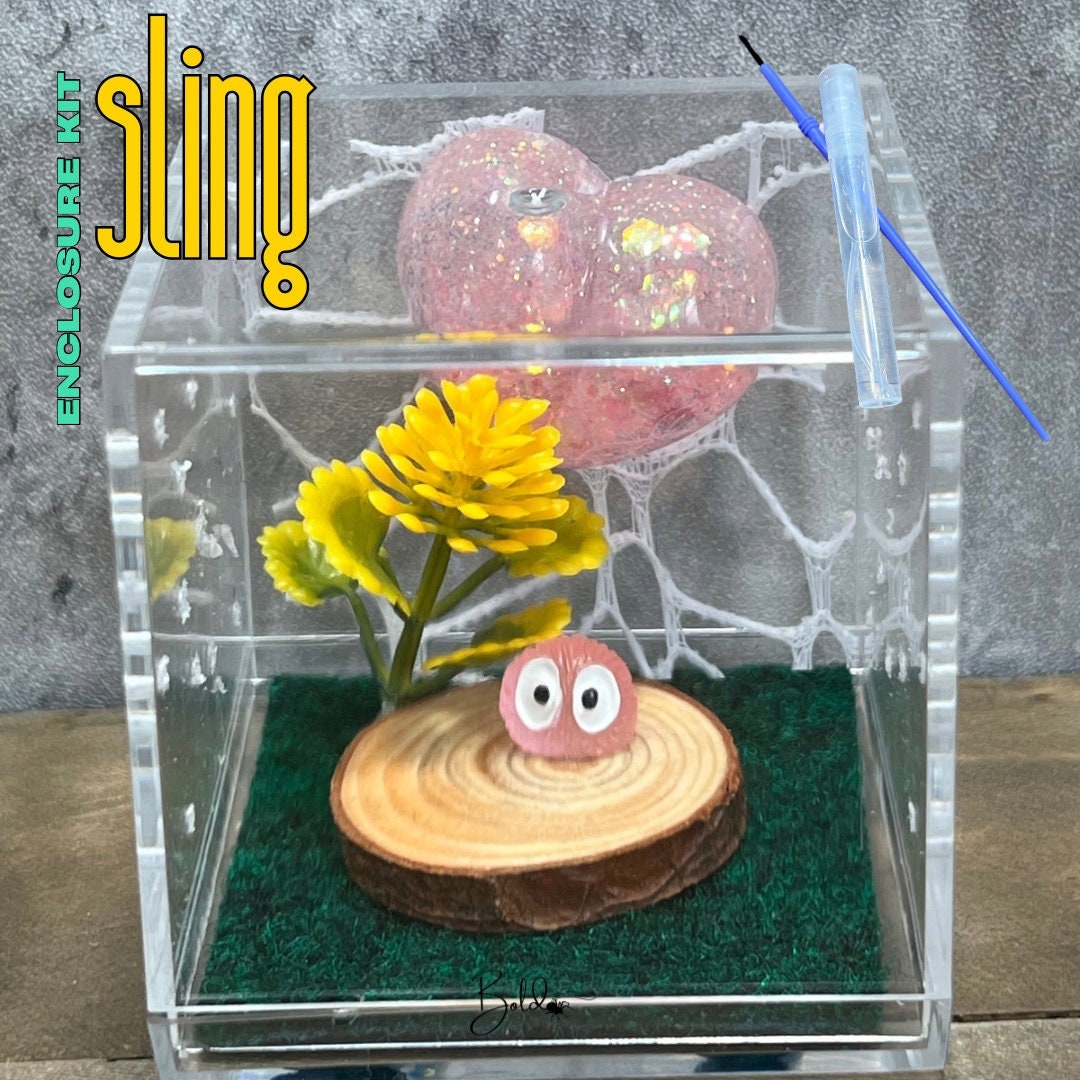 Spider Sling Enclosure Jumping Spider Enclosure, Baby Jumping Spider ...