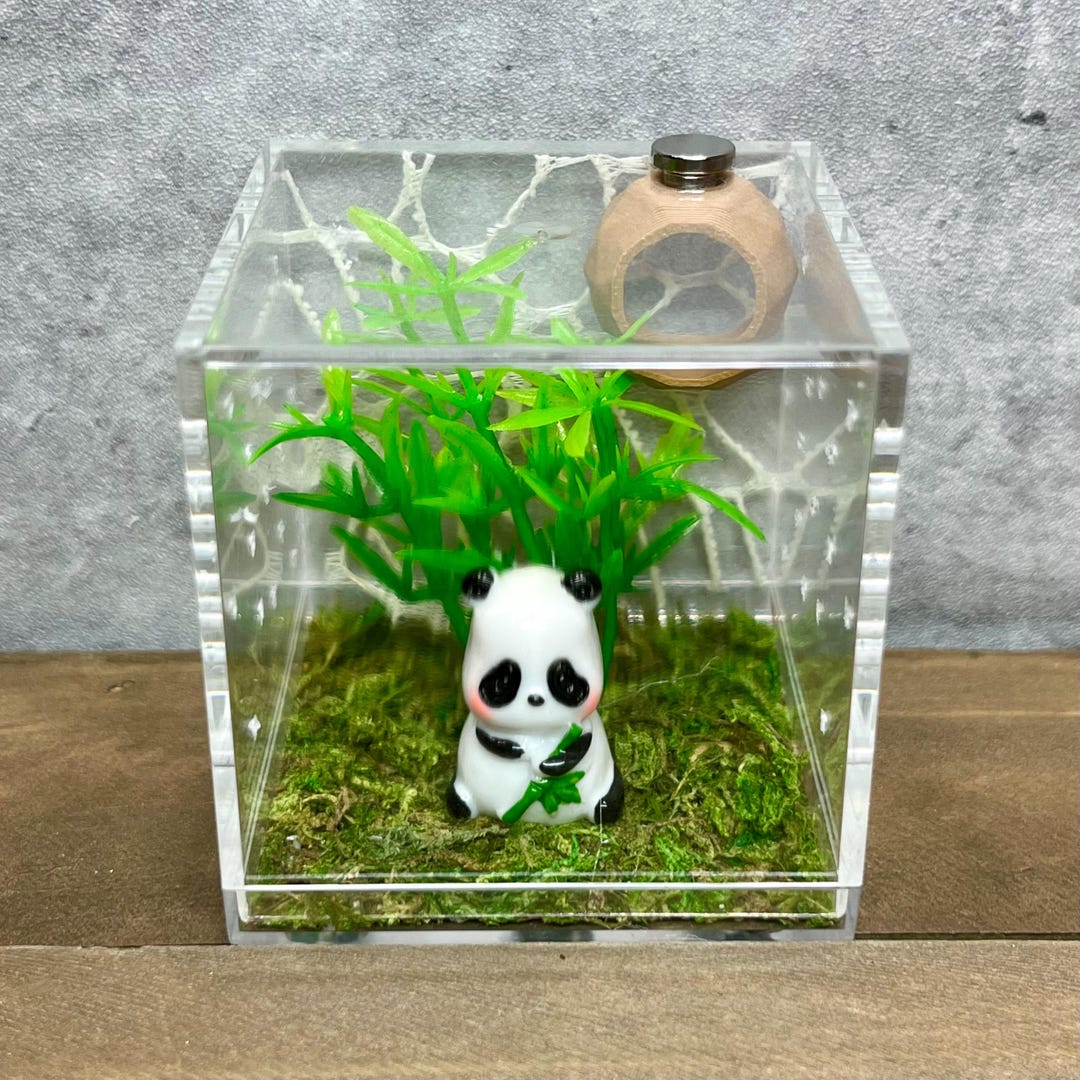 Jumping Spider Sling Enclosure Simple Cute Sling Jumping Spider ...