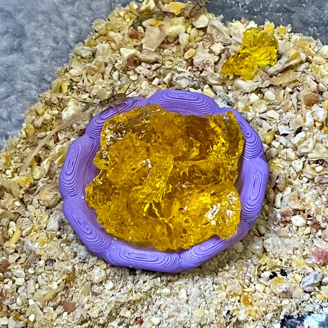 Small 3D Printed Insect Feeder Bowl: Cricket/jumping Spider Water Gel ...