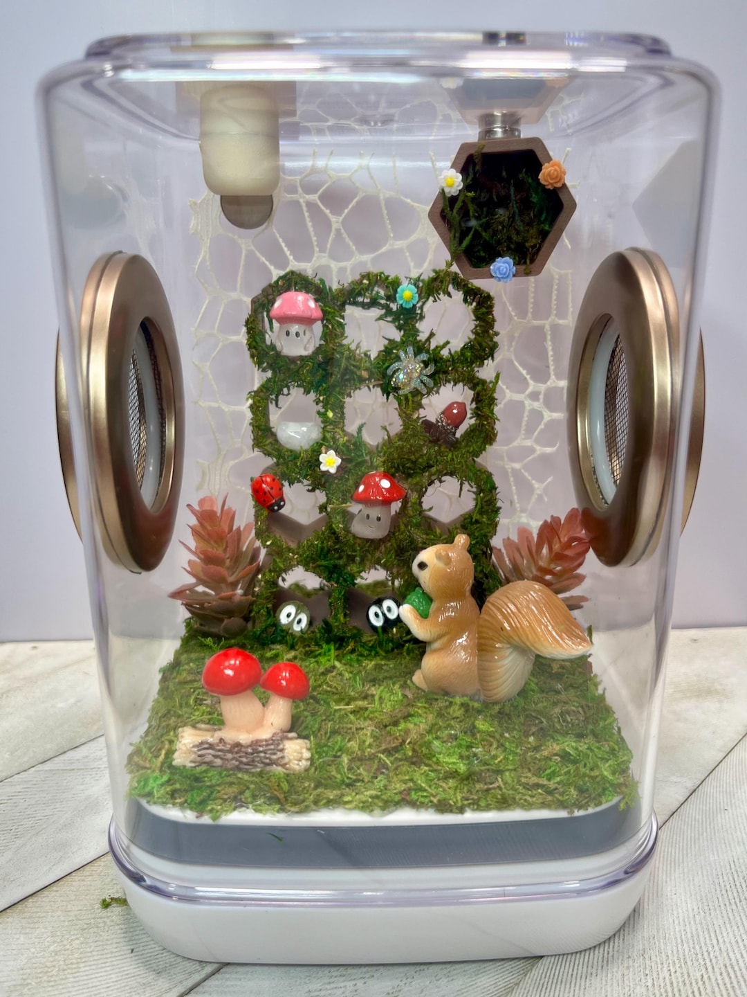 Hex Shelf Jumping Spider Enclosure Spider Enclosure, Jumping Spider ...