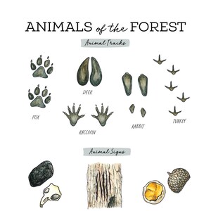 Animal Tracks Journaling Pack - Homeschool Printable Nature Study ...