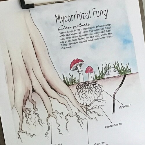 Mycorrhizal Fungi Poster Charlotte Mason Nature Printable | Etsy