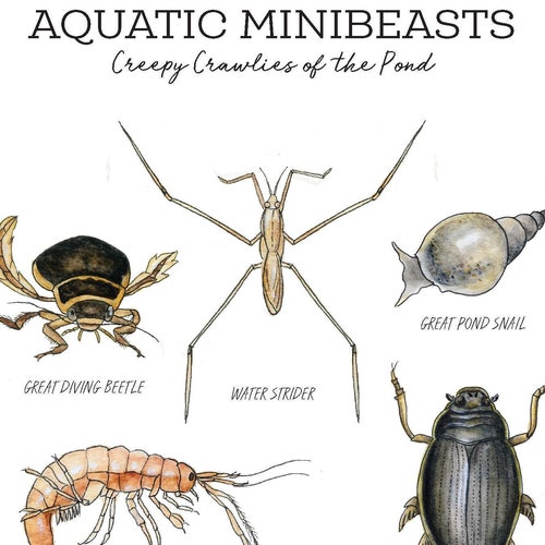 The POND Homeschool Printable Nature Study Charlotte Mason - Etsy