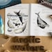 Arctic Ocean Mini Unit - Charlotte Mason Nature Study Homeschool ...