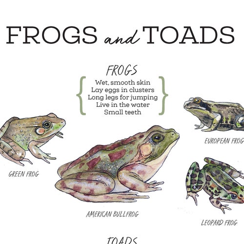 The POND Homeschool Printable Nature Study Charlotte Mason - Etsy