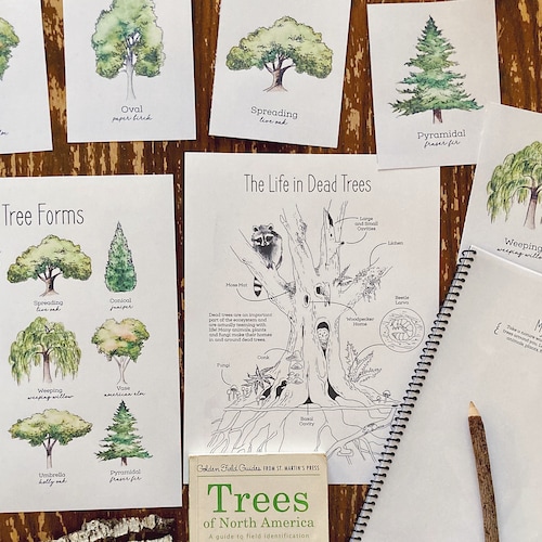 Plant LIFE CYCLE Part of Plant Montessori Botany Unit Study - Etsy