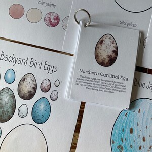 North American Backyard Bird Eggs Unit, Charlotte Mason Nature Study - Etsy