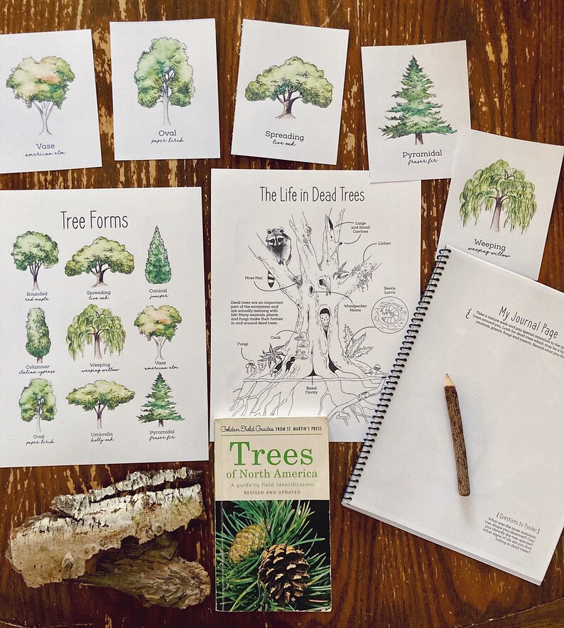 SUMMER Journal Homeschool Printable Charlotte Mason Nature - Etsy